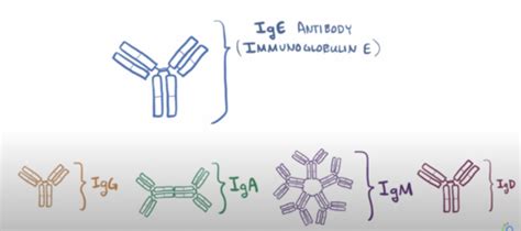 Adaptive Immunity And Vaccines Flashcards Quizlet