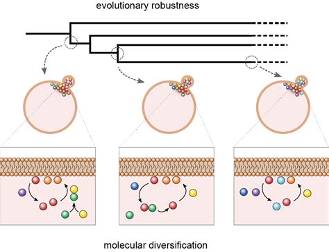 Evolutionary Biophysics Of Cell Polarity