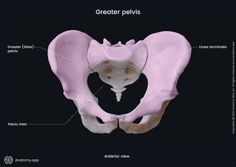 Pelvis Anterior And Posterior View