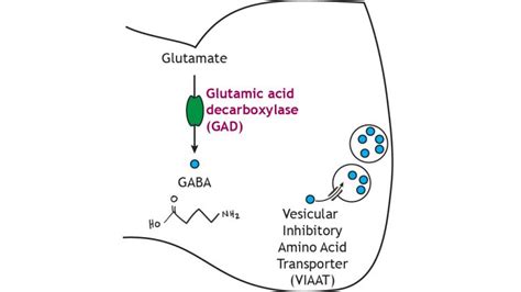 Neurotransmitter Synthesis And Storage Foundations Of Neuroscience