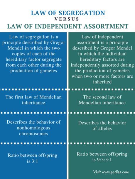Law Of Independent Assortment Vs Law Of Segregation Mendels Law Of