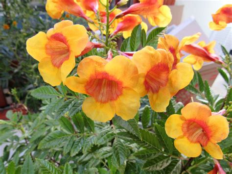 Tecoma ‘sparky Sunnyvale Garden