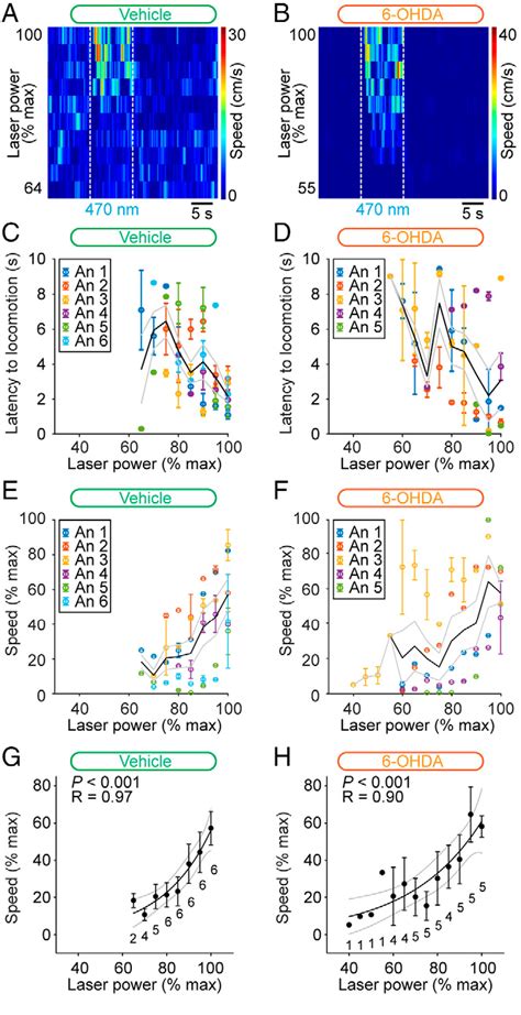 Figure 5 From Optogenetic Stimulation Of Glutamatergic Neurons In The Cuneiform Nucleus Controls