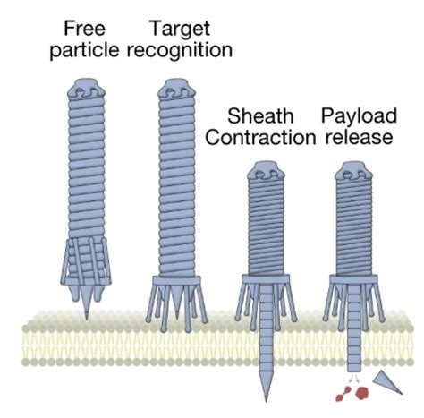 Making Bacterial Syringes