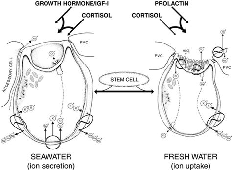 Salmon Organism Adaptation To Environmental Salinity