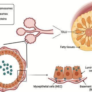 Schematic Presentation Of The Main Morphological Aspects Of The Mammary
