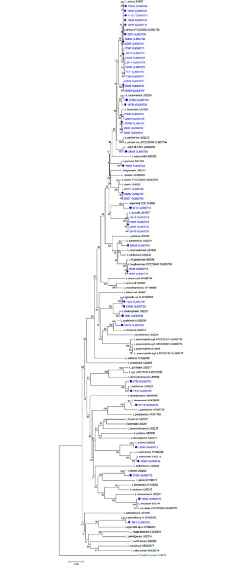 A Neighbor Joining Phylogenetic Dendrogram Of Relatedness Based On The Download Scientific