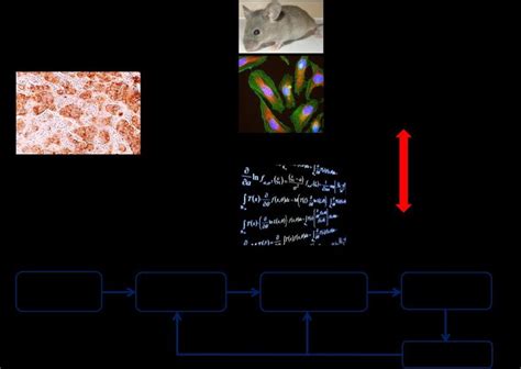 Introduction To Quantitative Mathematical Models A Similar To Download Scientific Diagram