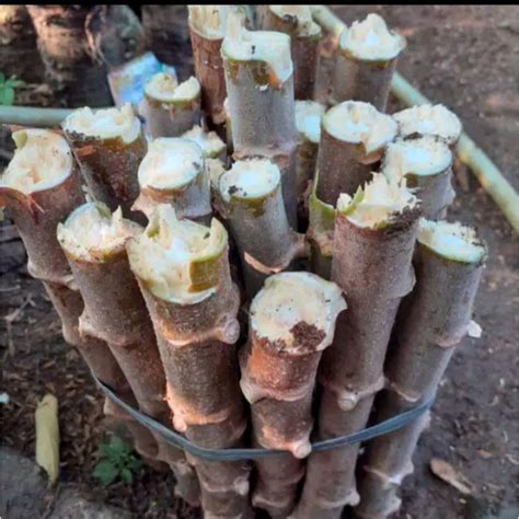 Jual Bibit Batang Singkong Thailand Lokal Indonesia Shopee Indonesia