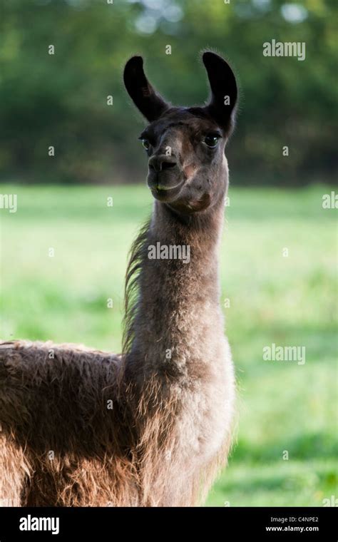 Llama Hi Res Stock Photography And Images Alamy