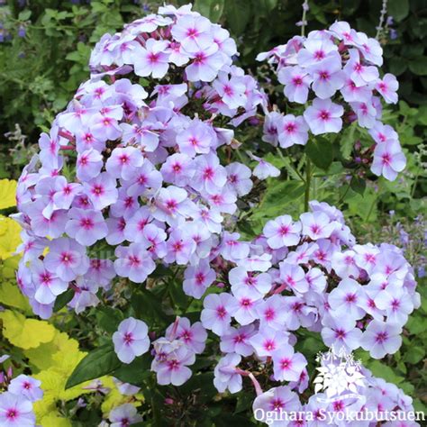 宿根フロックス スウィズル ブルーおぎはら植物園