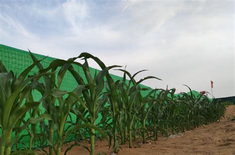 Desertification Control Greening With Minimal Water