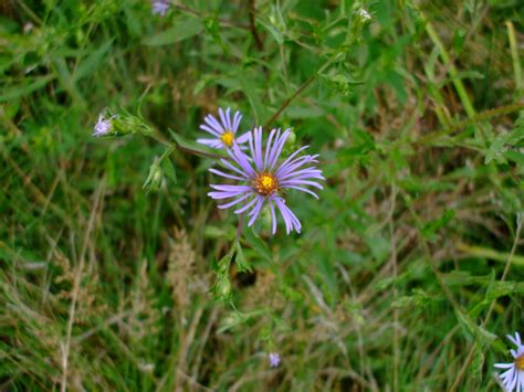 Asters Grassland