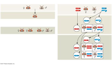 Chapter Chromosomal Inheritance Flashcards Quizlet