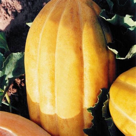 100 Sementes Melão Caipira Gaúcho Perfumado E Adocicado Shopee Brasil