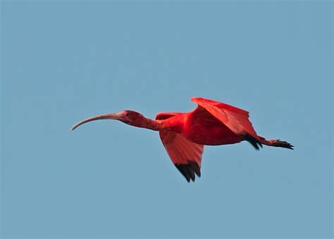 Corocoro Rojo Eudocimus Ruber Picture Bird