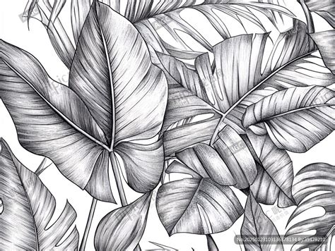Ai创作图热带植物线描 手绘大蕉 手绘芭蕉叶 线描芭蕉叶 手绘黑白线描芭蕉 手绘芭蕉芋 手绘紫萁 热带雨林线描 手绘芭蕉 手绘龟背竹 植物黑白线描画 香蕉树叶花纹 手绘龟背叶 黑白树叶线条