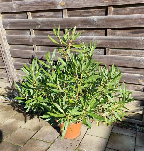 Oleander Busch Gebraucht In Aarburg Für Chf 56 Nur Abholung Auf Ricardo Kaufen