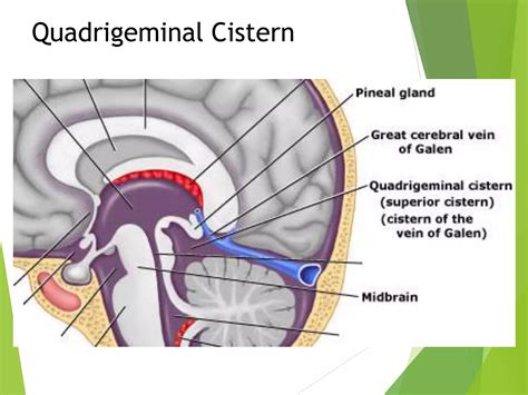 Basal Cisterns Final Ppt