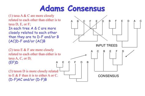 Ppt Inferring Trees From Trees Consensus And Supertree Methods Powerpoint Presentation Id