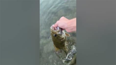 Nice Smallie Release Fishing Fish Fyp Youtube