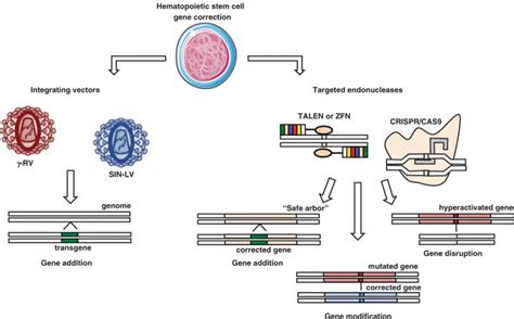 Fig 7 2 Gene Correction Of HSCs For Cell Based Therapies The EBMT Handbook NCBI Bookshelf