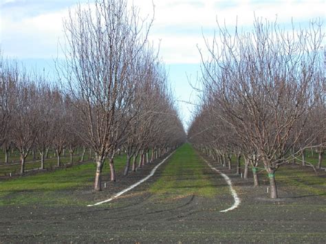Potassium Management For Sustained Almond Yields