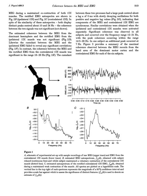Synchronization Between Motor Cortex And Spinal Motoneuronal Pool