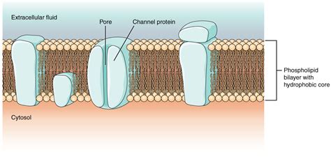 Structure Of The Plasma Membrane Mhcc Biology 112 Biology For Health Professions