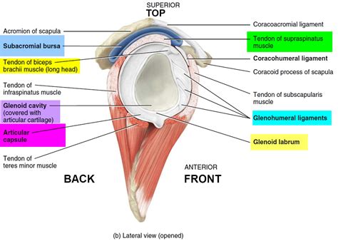 Dislocated Shoulder Causes Signs Symptoms How To Fix