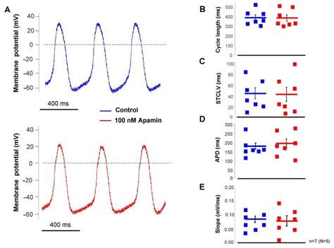 Action Potential Recordings From Isolated San Cells By Perforated