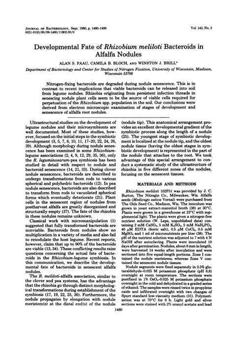 Pdf Developmental Fate Of Rhizobium Meliloti Bacterids In Alfalfa Nodules