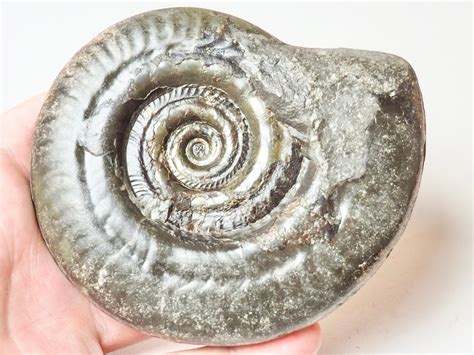 Fossils For Sale Buyafossil