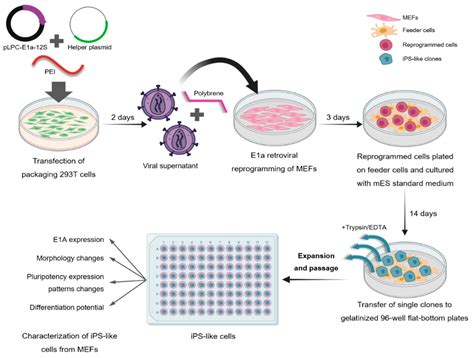 Ipsc Stem Cells Hot Sex Picture