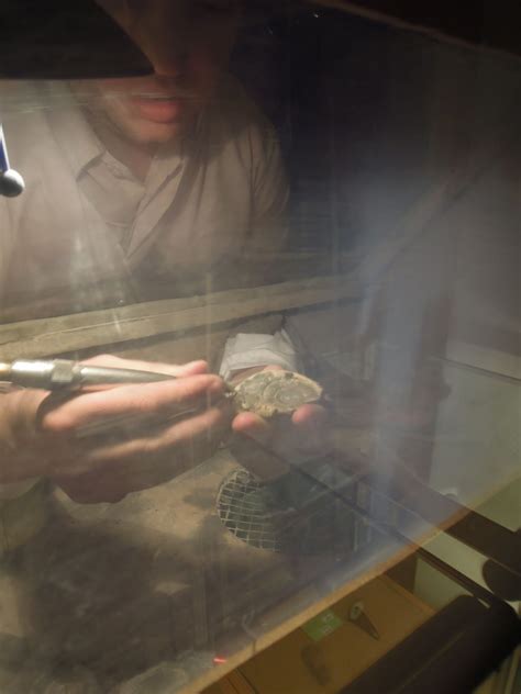 Lifes Adventures Fossil Class