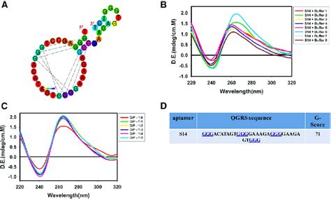 Secondary Structure Prediction Of S14 Aptamer A Rnafold Server By
