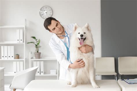 Turtle Shell Rot Vet Explained Treatment Causes And Prevention The Vet Desk