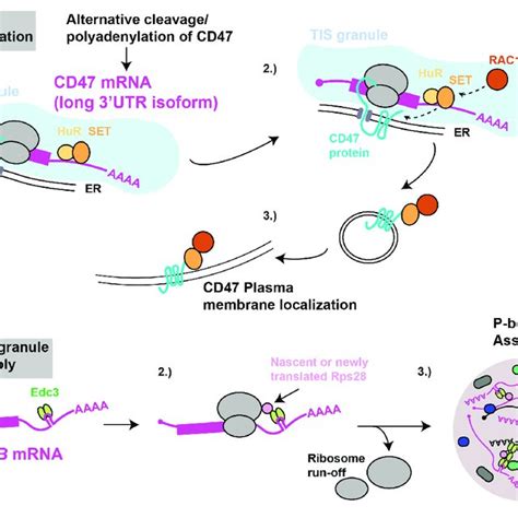 Examples Of Nuclear Rna Scaffolds And Decoys Scaffold And Decoy Rnas Examples Of Nuclear Rna Scaffolds And Decoys Scaffold And Decoy Rnas