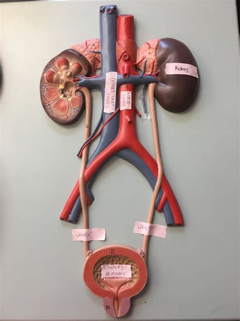 The Urinary System Model 1 Diagram Quizlet
