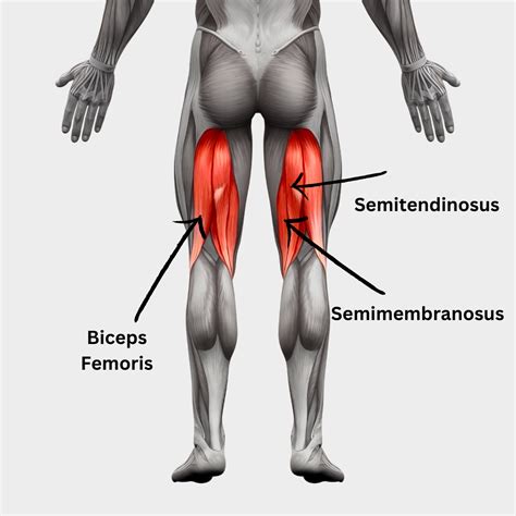 Hamstring Muscles Anatomy