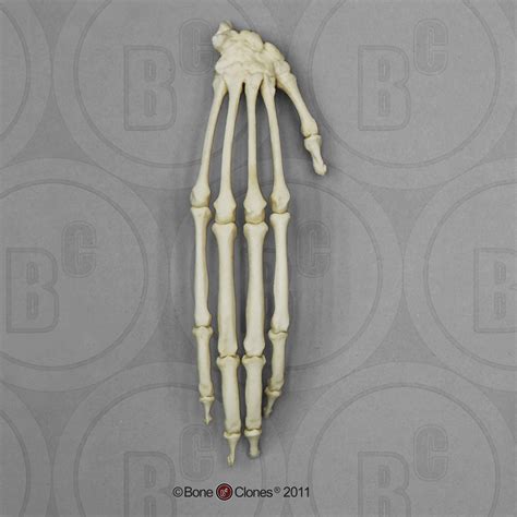 Black Spider Monkey Hand Articulated Rigid Bone Clones