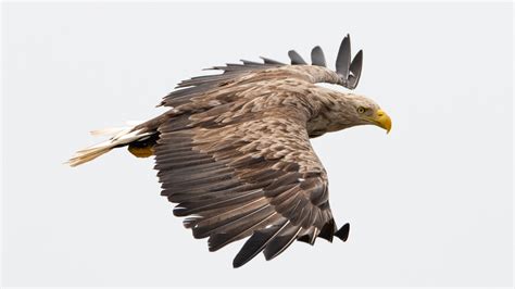 オジロワシ 2021 08 06 日本の野鳥識別図鑑