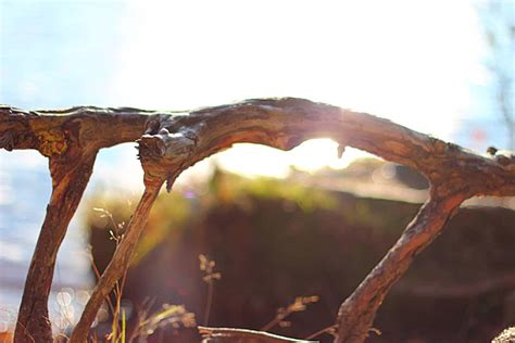 Alternating Arrangement Of Tree Roots Alternate Tree Green Photo
