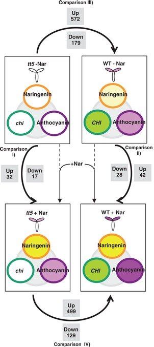 Microarray Experimentsschematic Representation Of The Strategy