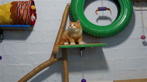 铲屎官花半个月做猫爬架，一步一个坑，终于大功告成 Youtube