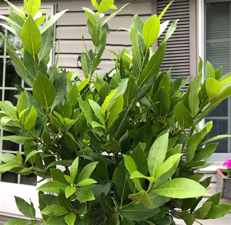 Growing Bay Leaf From A Cutting At John Ellett Blog