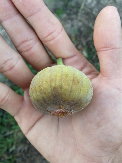 ลูกแรกของ สวนมะเดื่อฝรั่ง คุณรุจน์ อ บางระจัน จ สิงห์บุรี