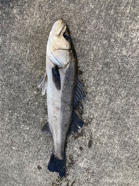 まだ肌寒い朝からエビ撒き 兵庫県瀬戸内海側 明石港 エビ撒き釣り スズキ・セイゴ 陸っぱり 釣り・魚釣り 釣果情報サイト カンパリ