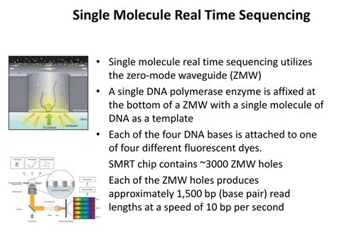 Ppt Dna Sequencing Powerpoint Presentation Free Download Id 2243052