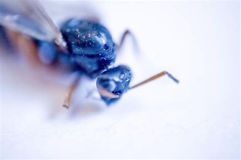 Premium Photo Macro Shot Of Ladybug